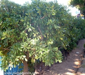 Pittosporum tobira- Azarero-Azahar de China -Pitosporo | Plantas y Jardín