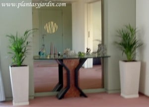 Chamaedorea elegans, Palma de interior o Palma camedor