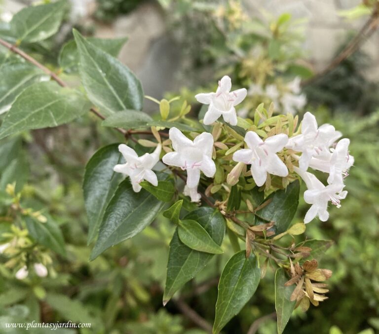Abelia grandiflora,Abelia | Plantas y Jardín