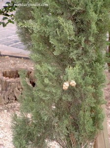 Cupressus sempervirens–Ciprés mediterráneo Plantas y Jardín