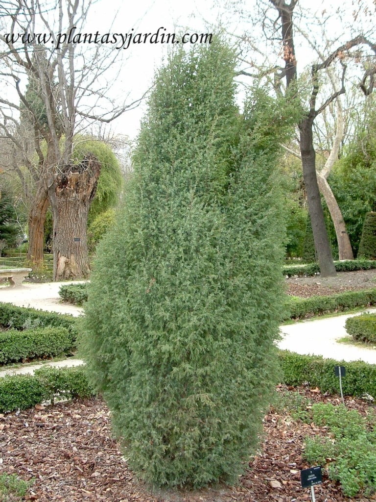 Juniperus communis-Enebro común | Plantas y Jardín