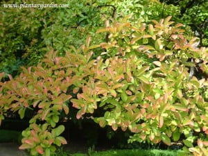 Lagerstroemia indica, Crespón, Árbol de Júpiter