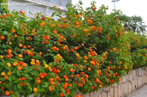 Lantana cámara-Lantana, Bandera española | Plantas y Jardín