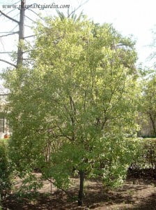 Pittosporum tobira- Azarero-Azahar de China -Pitosporo | Plantas y Jardín