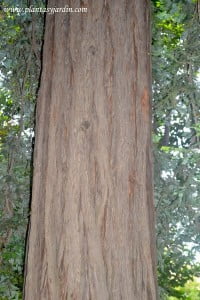 Sequoia sempervirens, la Secuoya roja, el árbol más alto del mundo ...