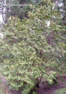 Thuja occidentalis, el Árbol de la vida, Tuya del Canadá | Plantas y Jardín
