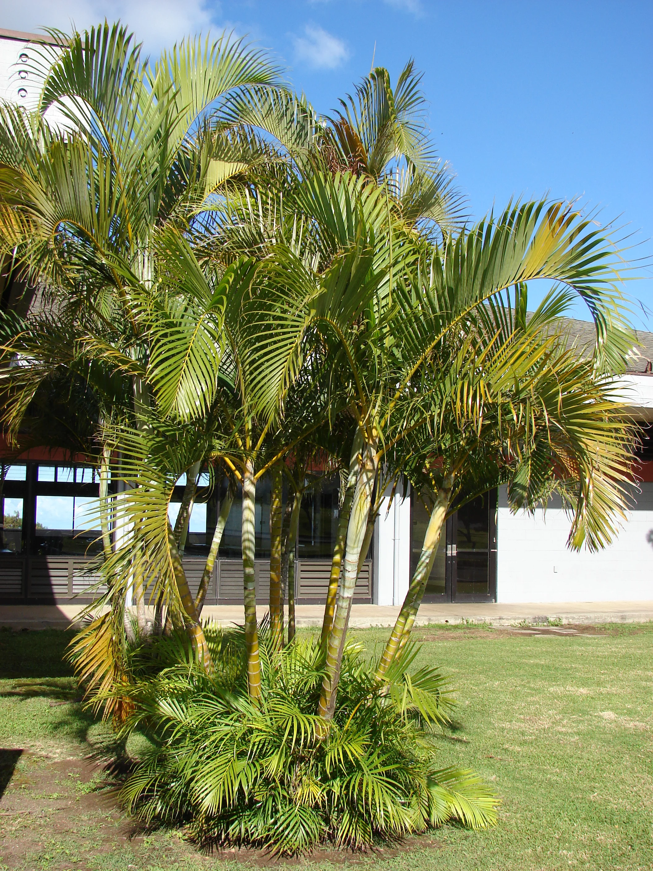 Chrysalidocarpus lutescens Areca. Foto: Wikipedia | Plantas y Jardín