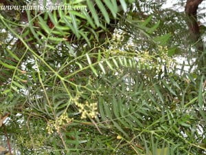 Schinus molle, el Aguaribay o falso pimentero | Plantas y Jardín