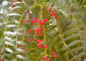 Schinus molle, el Aguaribay o falso pimentero | Plantas y Jardín