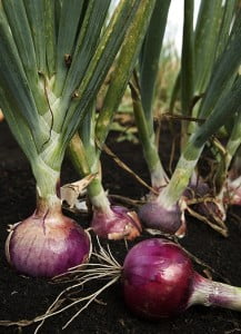 Herbáceas Bulbosas Introducción & Clasificación