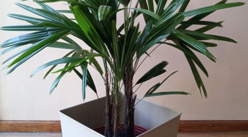 Palmeras De Interior