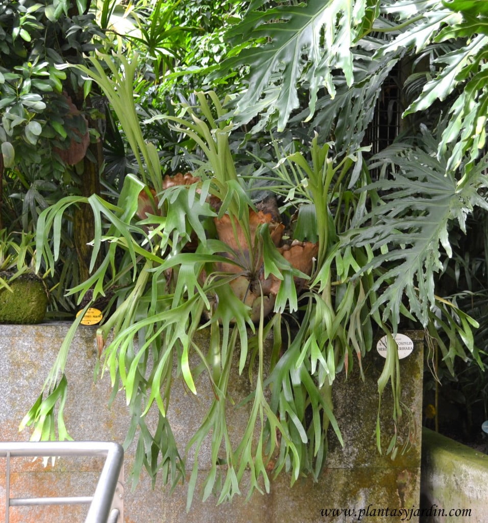 Platycerium bifurcatum-Cuerno de alce-Helecho australiano | Plantas y ...