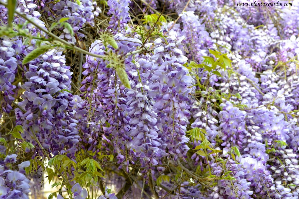 Wisteria sinensis-Glicina, enredadera de flores perfumadas