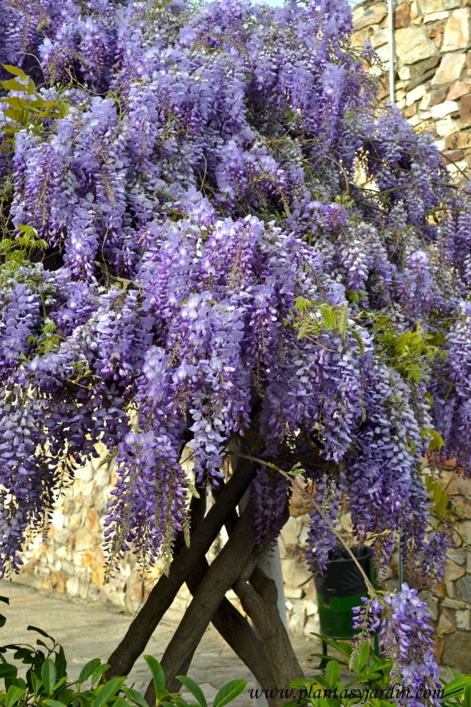 Wisteria sinensis-Glicina, enredadera de flores perfumadas