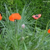 Papaver oriental-Amapola oriental | Plantas y Jardín