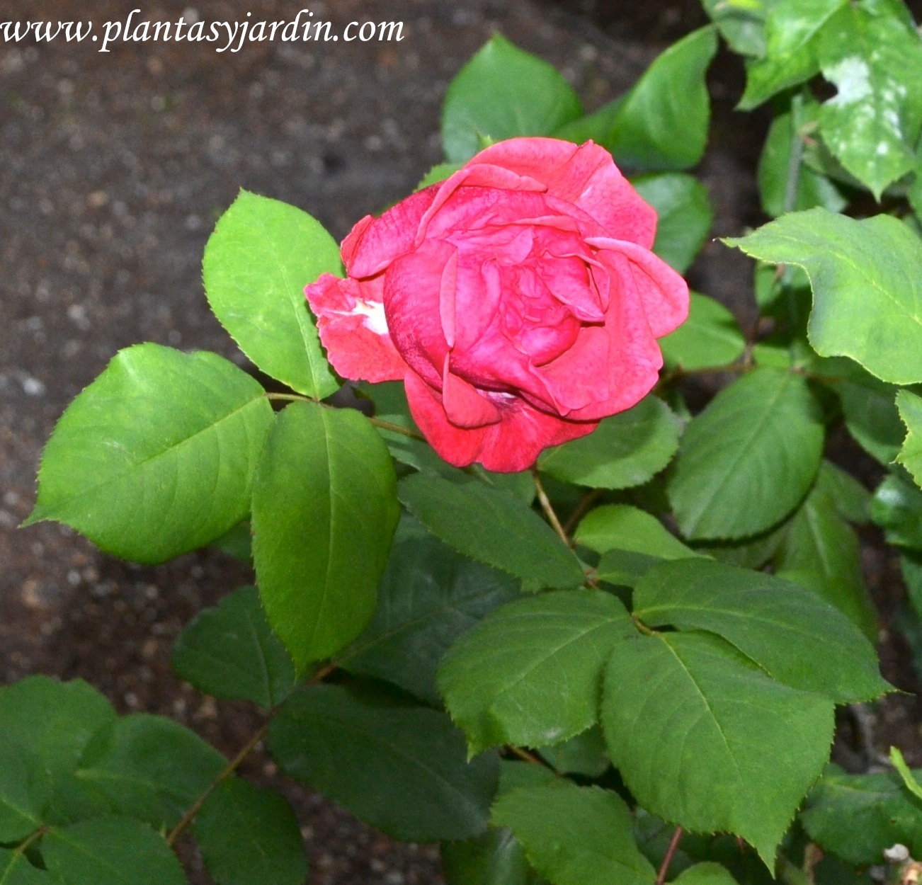 Rosales (parte I) descripción & características grales. | Plantas y Jardín