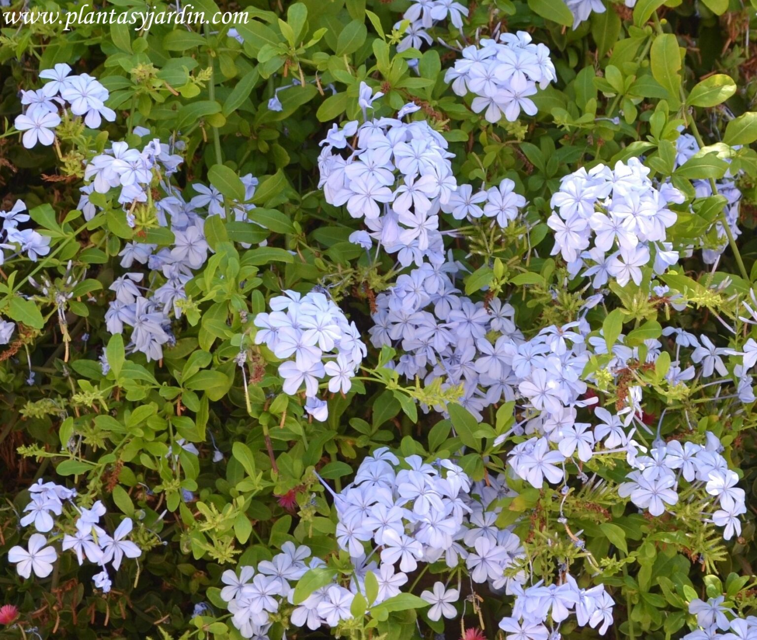 Plumbago capensis-auriculata, Jazmín del cielo o Celestina