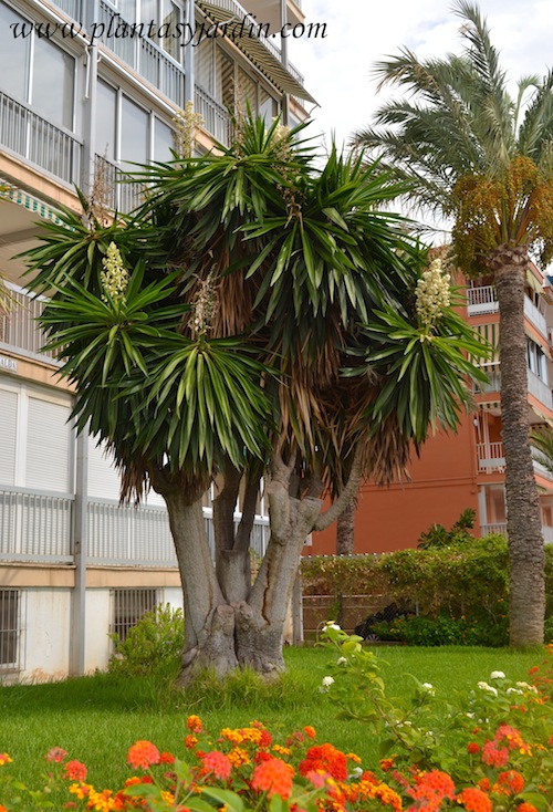 Yucca elephantipes-Yuca-Pie de elefante-Izote-Yuca gigante | Plantas y ...