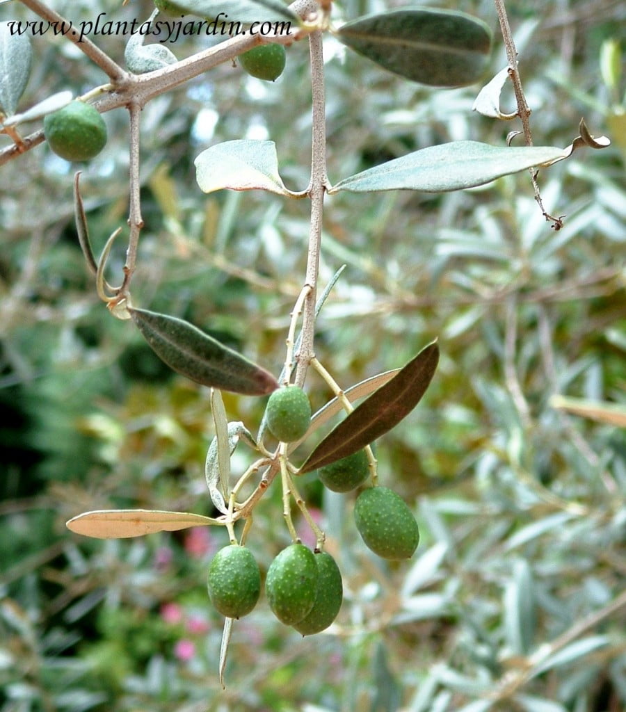 Los Frutos en las plantas | Plantas y Jardín