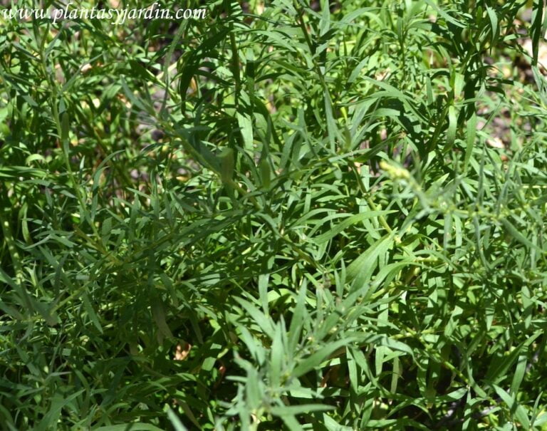 Artemisia dracunculus, Estragón, Dragoncillo