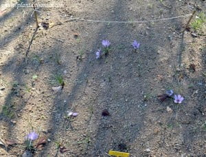La Flor del Azafrán-Crocus sativus, la rosa del Azafrán | Plantas y Jardín