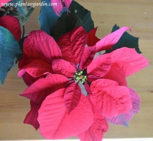 Euphorbia pulcherrima, Poinsetia o Estrella federal