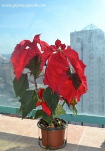 Euphorbia pulcherrima, Poinsetia o Estrella federal