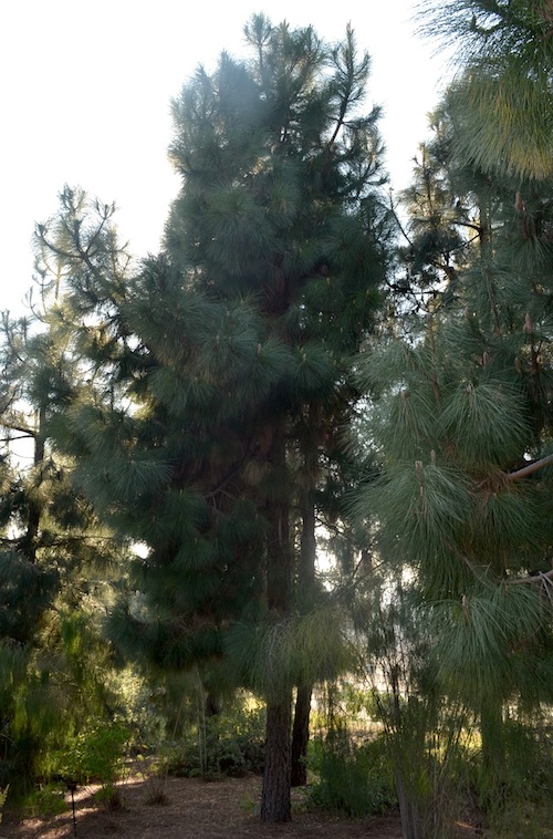 Pinus canariensis, el Pino canario | Plantas y Jardín