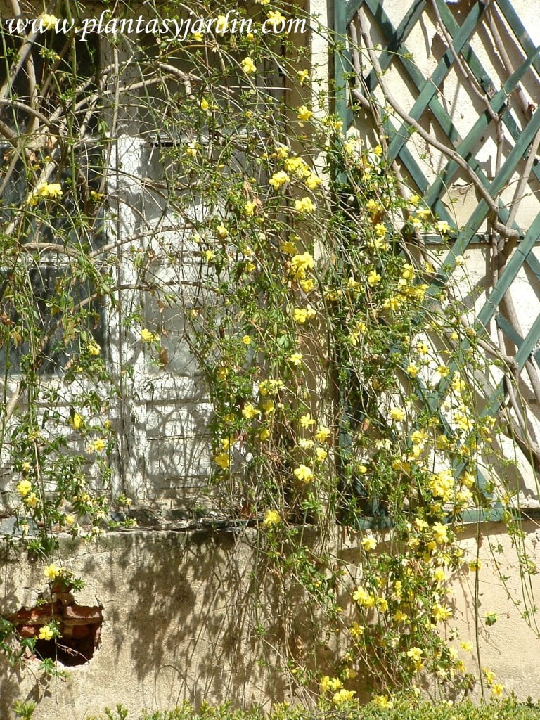 Plantas enredaderas o trepadoras | Plantas y Jardín