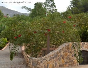El Ceibo, árbol y flor nacional de Argentina | Plantas y Jardín