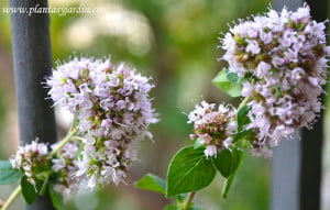 Origanum vulgare, el Orégano | Plantas y Jardín