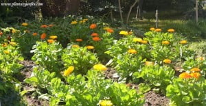 La Caléndula, ornamental y con diversas propiedades