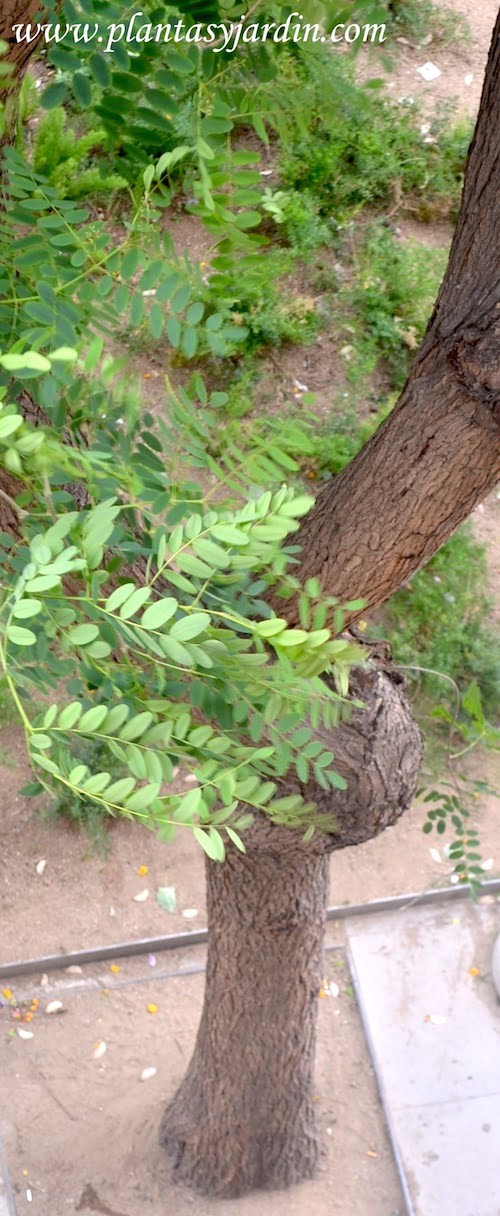 Tipuana tipu, Tipa blanca o Palo rosa | Plantas y Jardín
