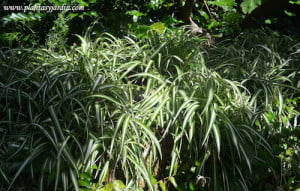 Lazo de amor, cinta o malamadre, Chlorophytum comosum