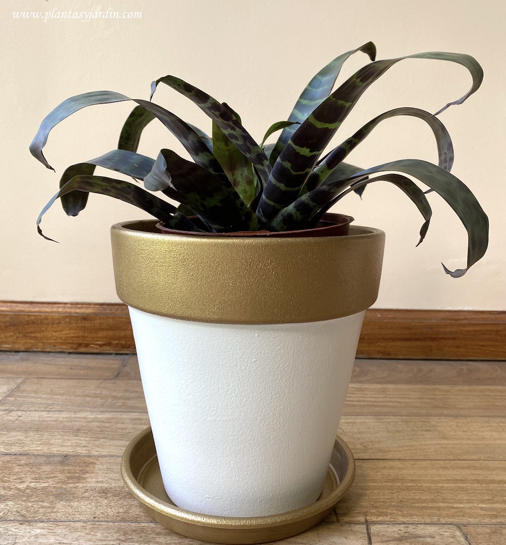 Bromeliáceas, Vriesea splendens | Plantas y Jardín