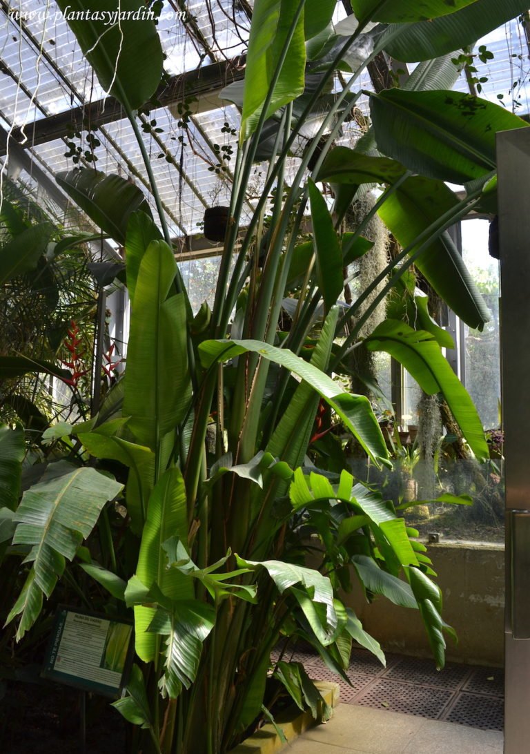Ravenala madagascariensis, palma o árbol del viajero