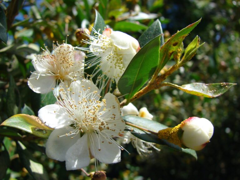 Myrtus comunnis, el Mirto común o Arrayán