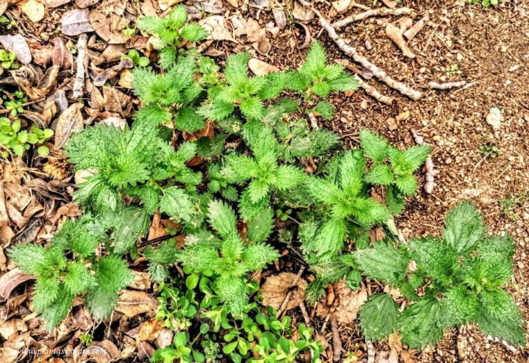 La Ortiga-Urtica dioica, una planta con múltiples beneficios