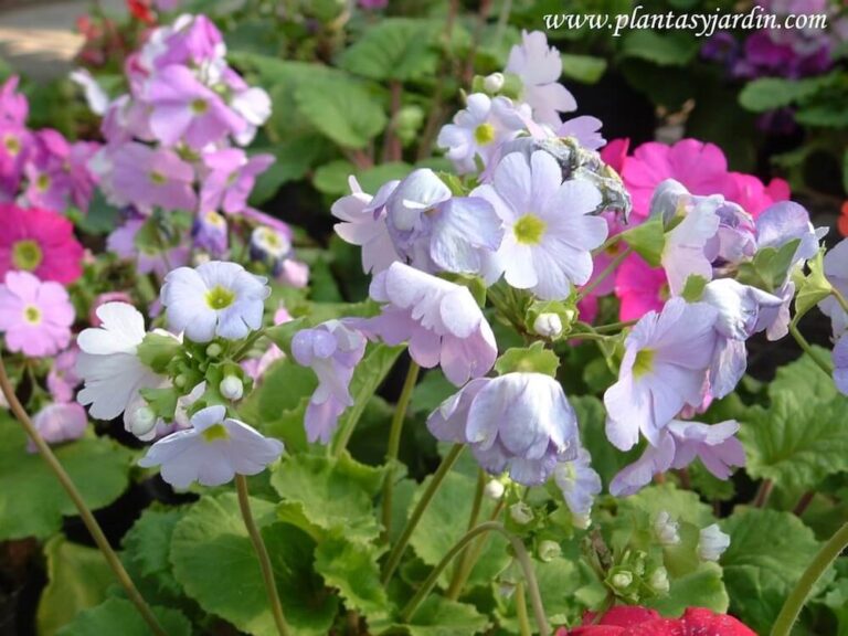 Primula malacoides, floración en otoño-invierno-primavera